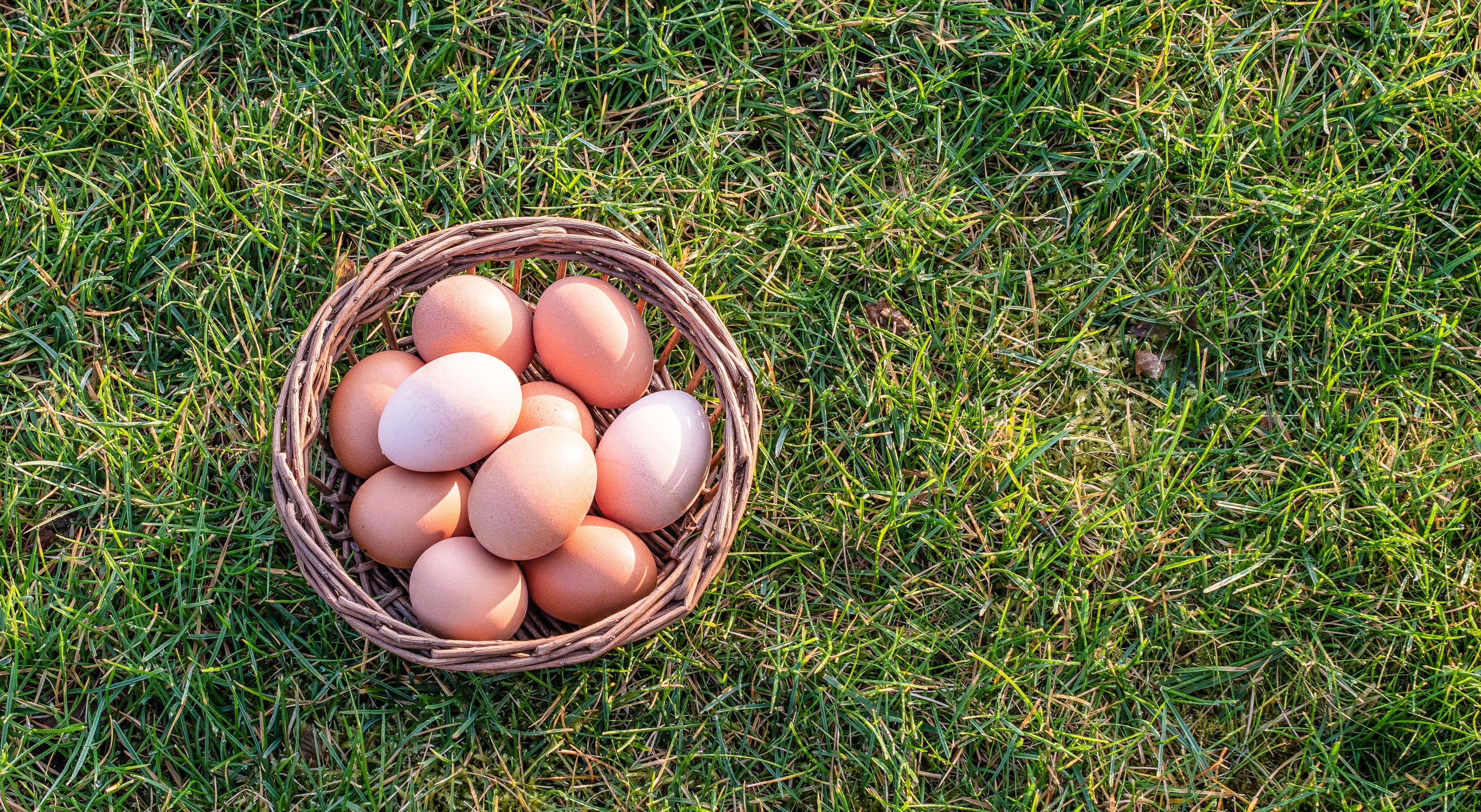 How Scratch Affects Egg Quality – Walnut Scratch